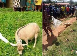 Inside Kwara as Goat gives birth to half-human-half-goat - Voice Air ...